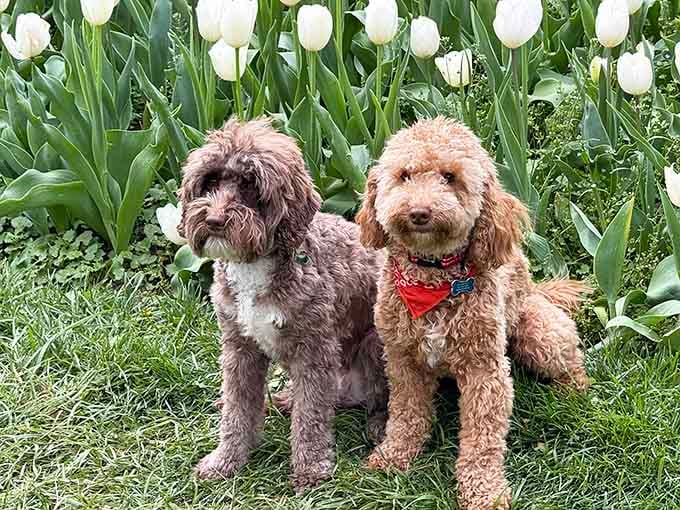 These pups are living their best life, and honestly, can you blame them with this backdrop?