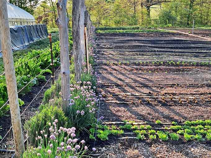 Local farms keep Somerset connected to the land in ways that farmer's market shoppers can only dream about.