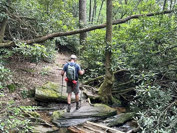 The forest path winds ahead, inviting you deeper into South Carolina's wild and wonderful side.