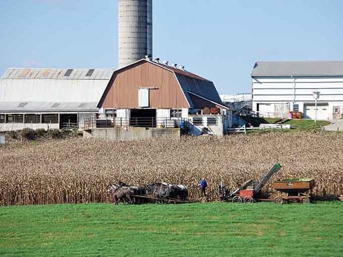 Horse-powered farming in action, because some folks never needed an upgrade from the original horsepower.