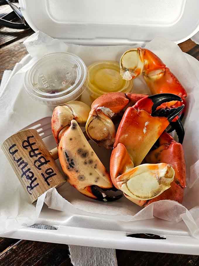 Stone crab claws served cold in a styrofoam container prove that luxury doesn't need fancy plating, just impeccable freshness.