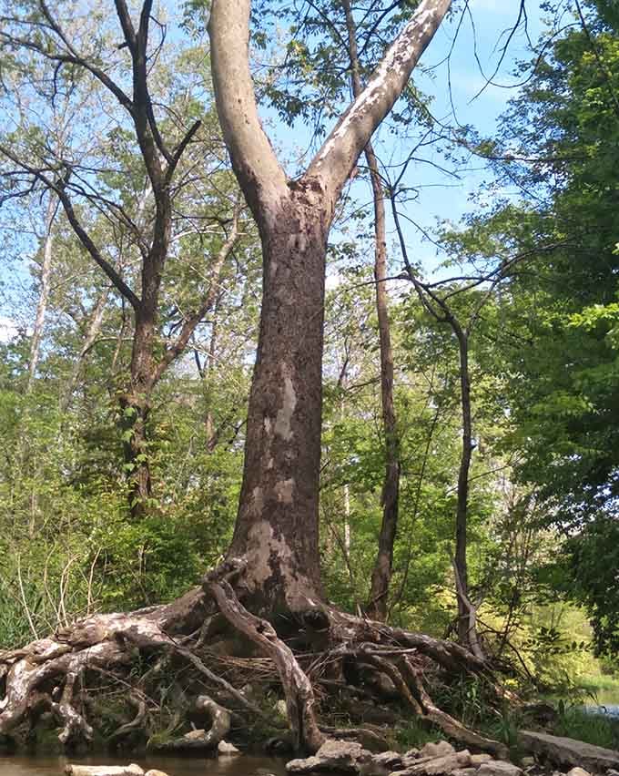 These gnarly roots cling to the riverbank like they're auditioning for a fantasy movie set.