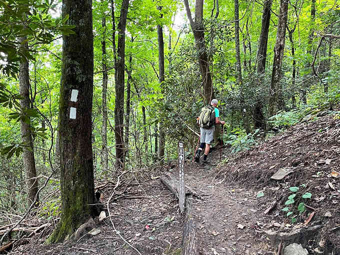Even the unpaved trails through these woods reward hikers with stunning forest scenery and peaceful mountain solitude.