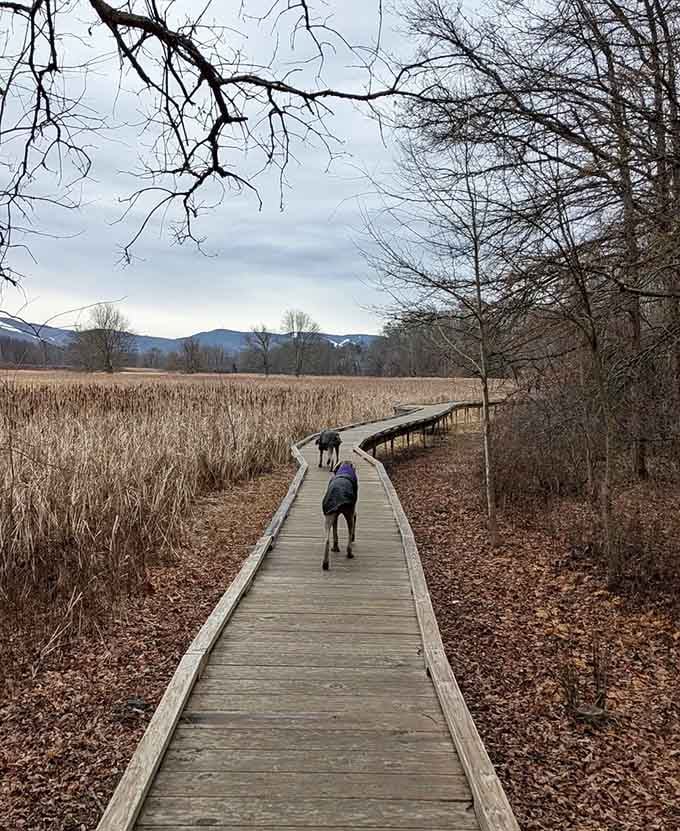 Even four-legged hikers appreciate a well-designed boardwalk that keeps their paws dry and spirits high.