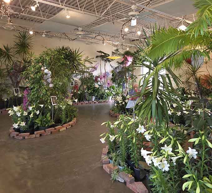 Step inside where tropical plants thrive year-round, proving Illinois winters haven't won yet, not in here anyway.