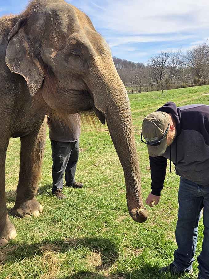 Meeting an elephant up close makes you realize just how magnificently massive and gentle these incredible creatures truly are.