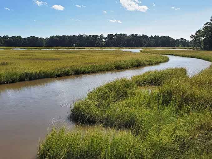 The winding creek through golden marshland proves Virginia's natural beauty needs no filter.