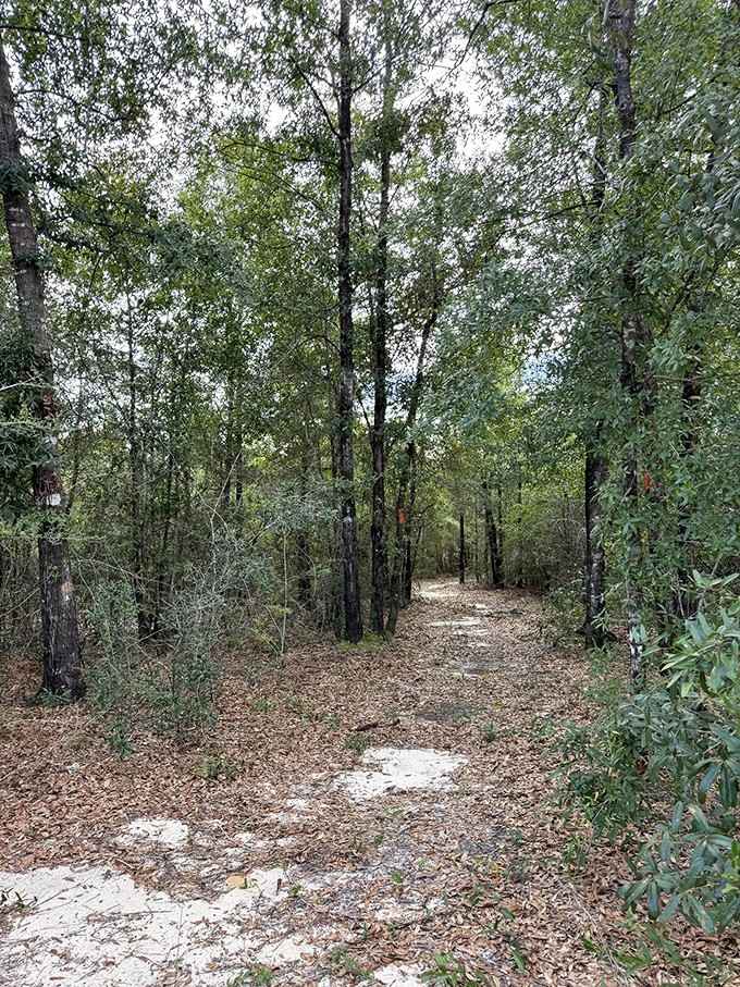 Where hardwoods meet sandy paths, the forest shifts personalities faster than a mood ring.