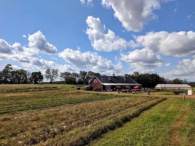 Rows of fresh-cut flower fields stretch toward that red barn under clouds that belong on a postcard.