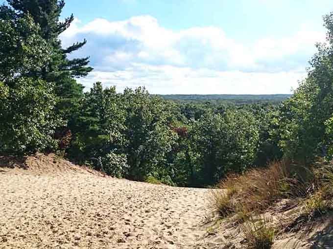 From this sandy summit, endless forest stretches toward the horizon like nature's own green carpet installation.