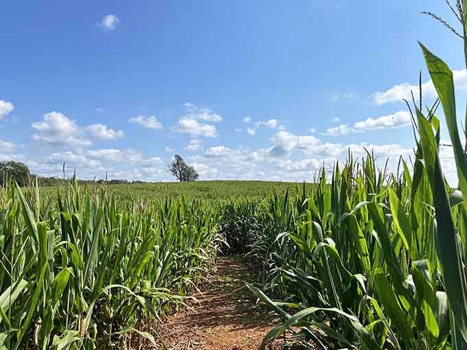 The corn maze entrance beckons adventurers into green stalks taller than your average basketball player's reach.