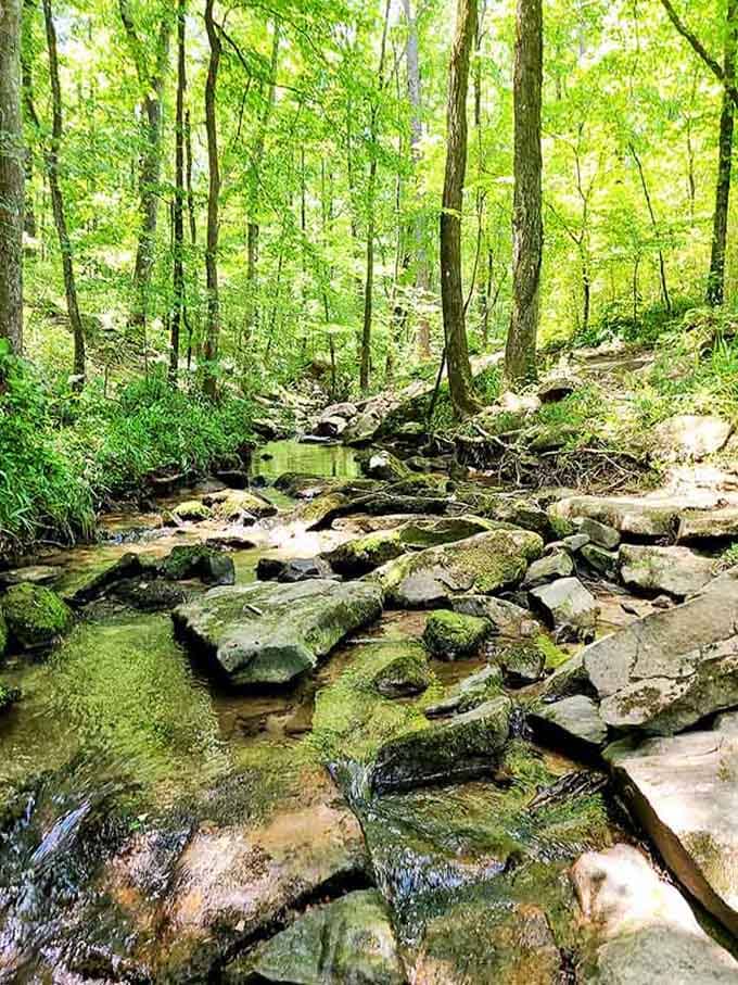 This verdant creek bed looks like something from a fairy tale, where moss paints every stone in shades of green.