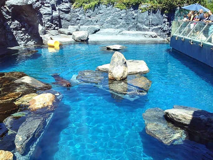 Seals bask on sun-warmed rocks while brilliant blue water sparkles, offering front-row seats to nature's most charming performers.