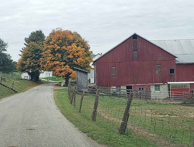 That classic red barn and autumn tree create the quintessential rural scene you'd find on a calendar.