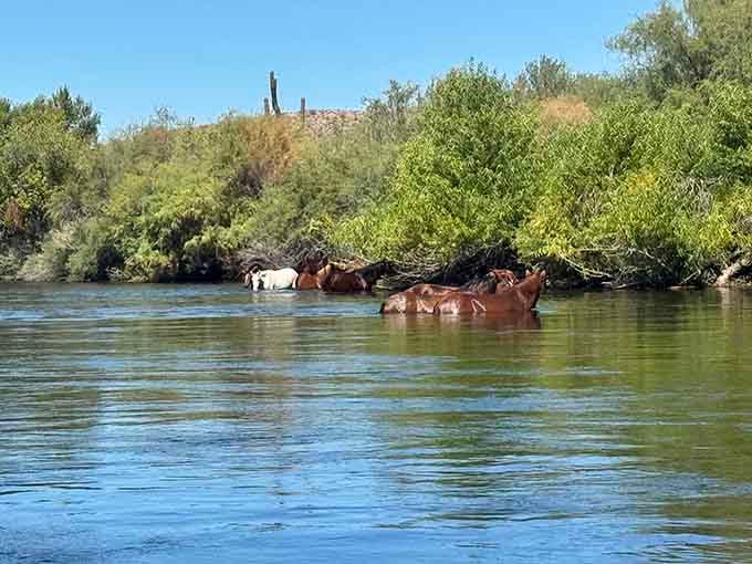 Wild horses cooling off in the river: nature's reminder that Arizona's lakes belong to everyone, hooves included.