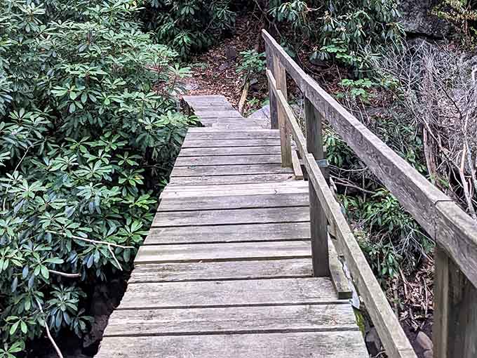 This weathered boardwalk winds through dense rhododendron groves, offering safe passage through the forest's lush heart.