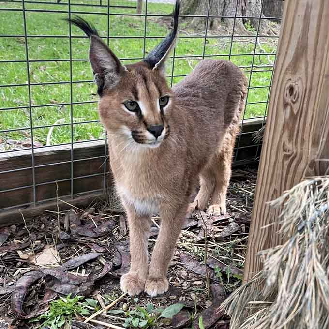 Those ear tufts and intense stare make caracals the supermodels of the exotic cat world.