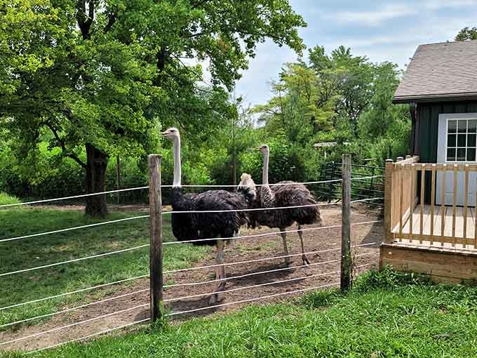 Ostriches lounging around in open space, living their best life while you&rsquo;re stuck in traffic somewhere.