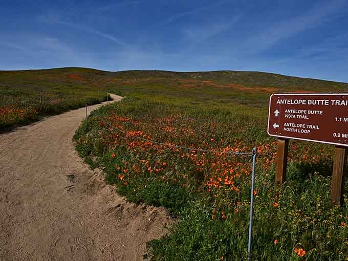 The trail beckons you into a floral wonderland where every step reveals another reason to stop and stare.