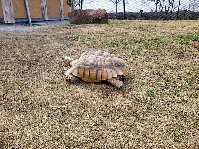 This tortoise moves at a pace that makes DMV lines look speedy, but hey, he's got nowhere important to be.