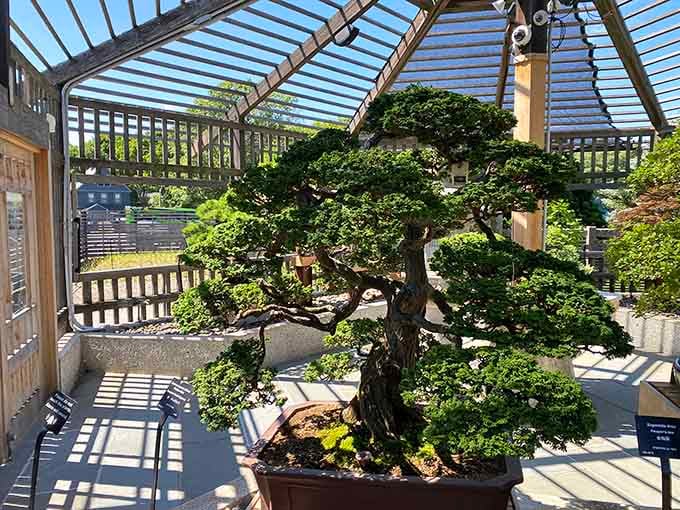 This bonsai proves that good things really do come in small packages, ancient artistry meeting New England charm.