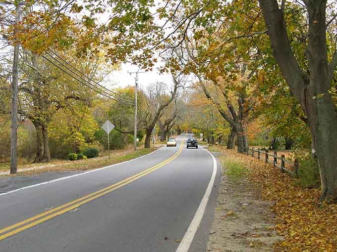 Tree-lined roads that make every drive feel like you're starring in your own New England tourism commercial.
