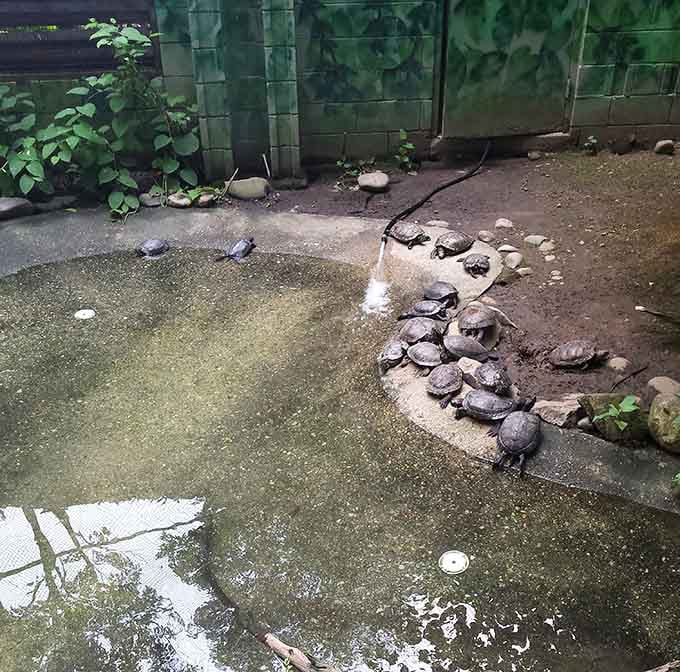 A turtle convention in full swing, where the dress code is shells and the agenda is absolutely nothing.