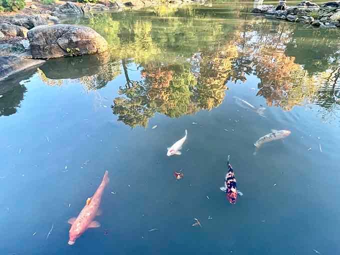 These koi have been living their best life in crystal-clear waters, probably judging your fish-keeping skills from below.