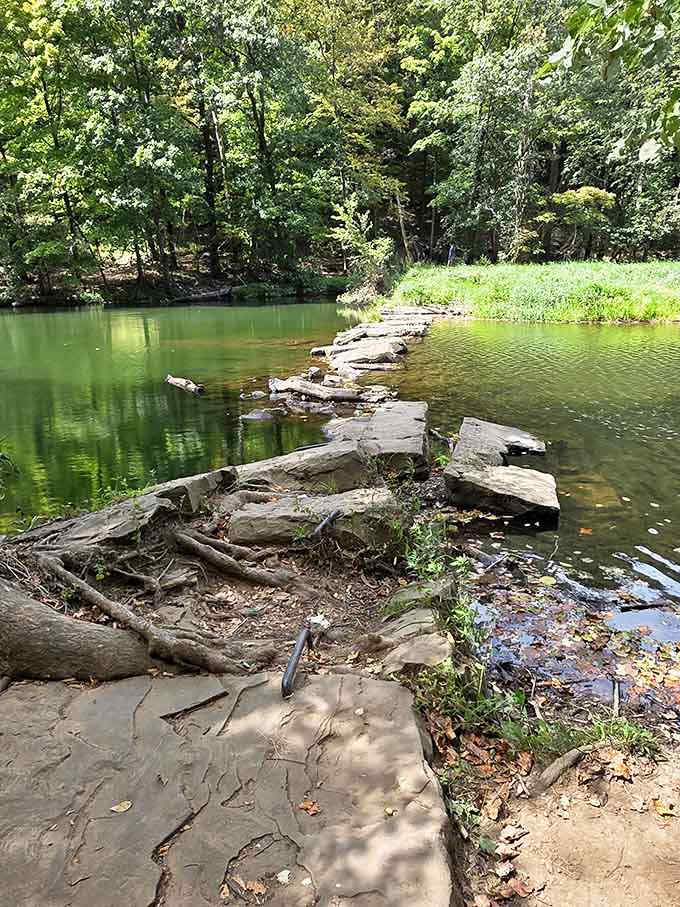 Stone stepping paths cross the gentle stream, inviting careful exploration of this serene woodland wonderland.