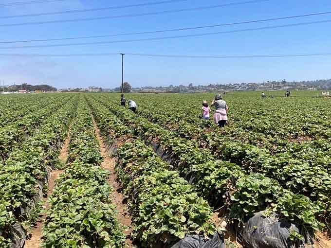 Families scattered across the fields prove that the best entertainment doesn't require screens, just sunshine and strawberries.