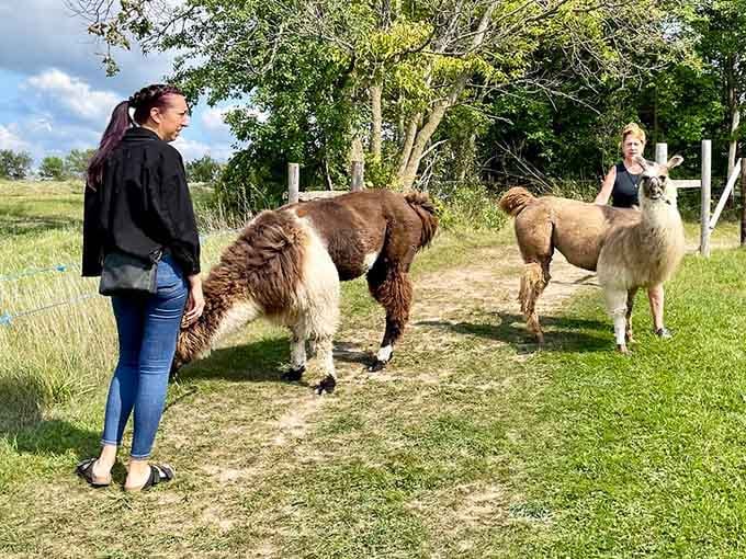 Meeting llamas in their pasture feels like stumbling into the friendliest, fuzziest neighborhood you've ever visited.