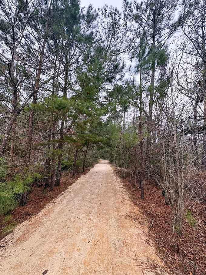 Sandy paths wind through pine forests where the air smells exactly like South Carolina should smell, piney and perfect.