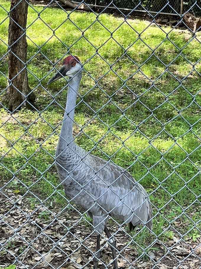 Sandhill cranes strut around with more elegance than most people manage before their morning coffee kicks in.