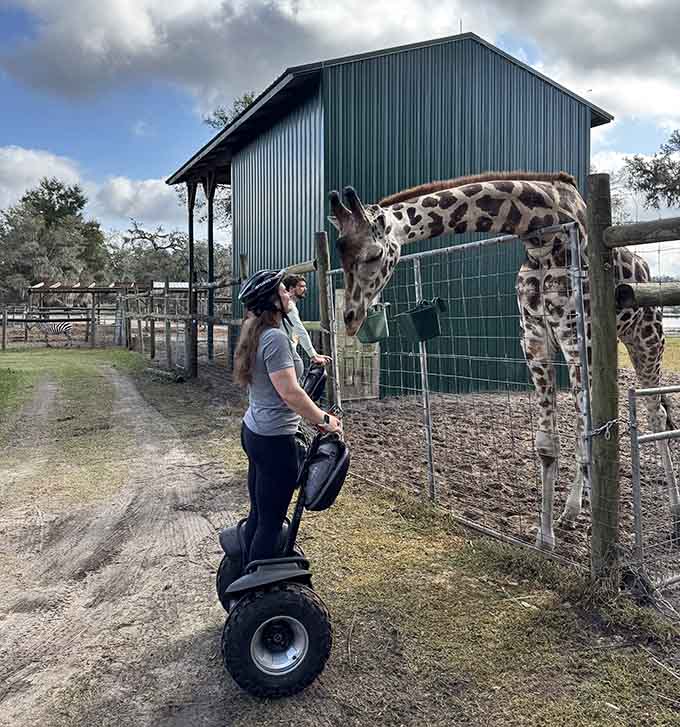 When a giraffe photobombs your Segway tour, you know you've found Florida's most unexpected meet-and-greet.