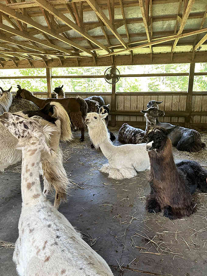 The barn becomes a llama lounge where these magnificent creatures relax like they're waiting for their spa appointments to begin.