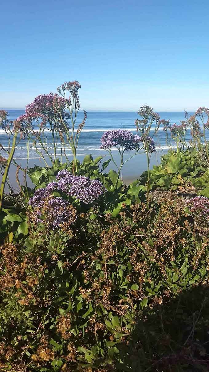 Native coastal plants doing their thing, proving that California beauty doesn't need much help from us.