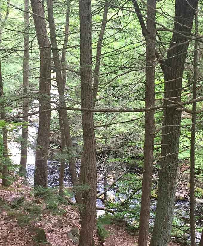 Trees framing Lawrence Brook like nature's own art gallery, admission free.