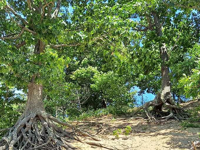 Trees with roots so dramatic they could audition for a Tim Burton movie and get cast.