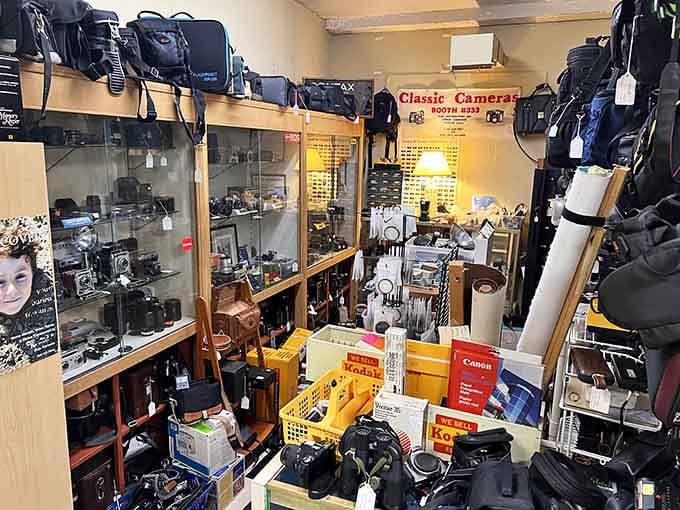Classic cameras lined up like a photography history lesson, back when taking pictures required actual skill and patience.