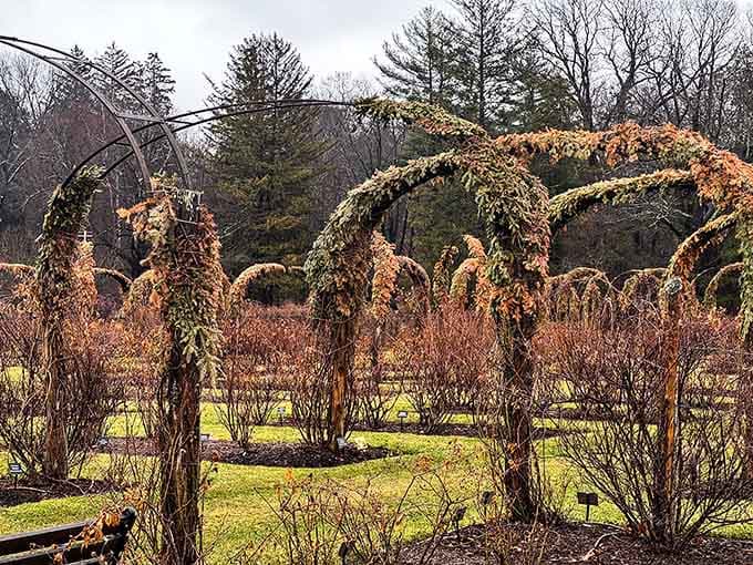 When the arches lose their blooms, they still frame the garden like nature's own cathedral.