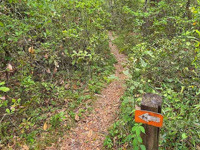 Orange trail markers guide you through the woods, because even nature lovers occasionally need a little help with directions.