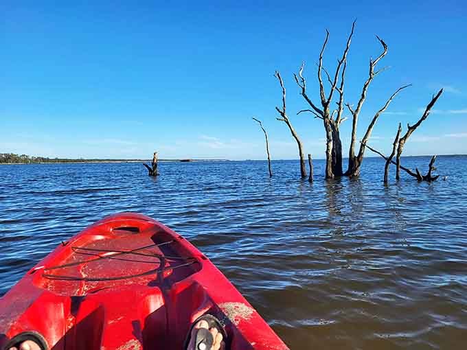 Paddling past skeletal trees that look like nature's own abstract art installation, minus the pretentious gallery.