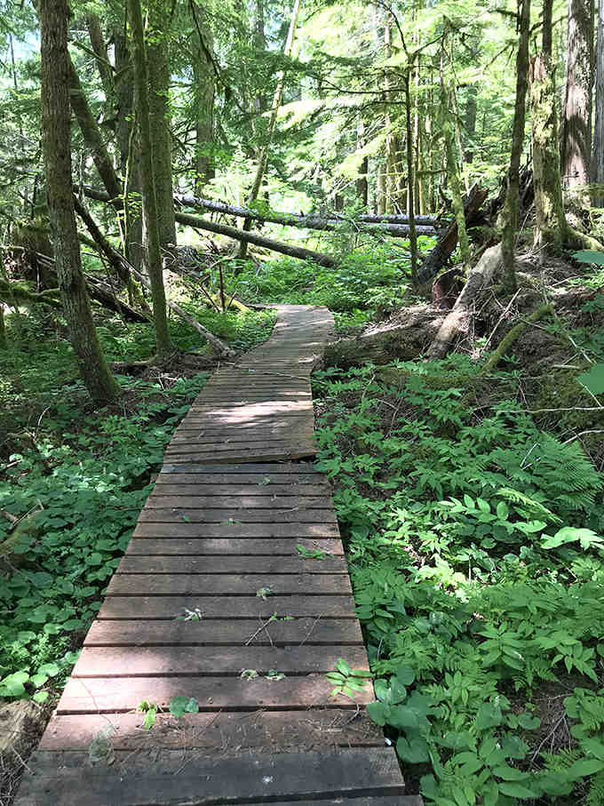 Wooden boardwalks guide you through primeval beauty, keeping your feet dry while your soul gets thoroughly soaked.