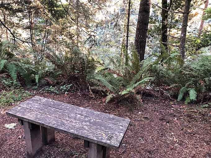 Russ Park offers the kind of peaceful forest setting where you remember why people invented the word "tranquil."