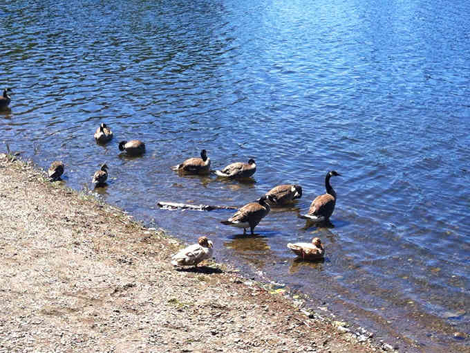 The local geese have claimed this shoreline as their own, and honestly, who can blame them for the choice?
