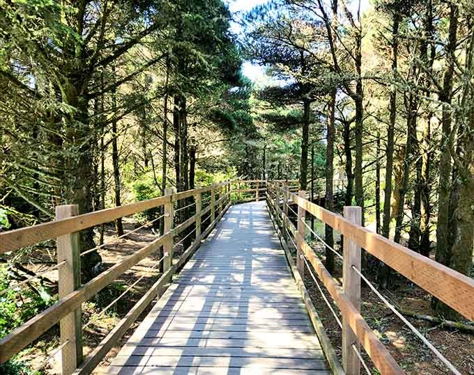 This wooden boardwalk winds through coastal forest like a civilized path through Oregon's wild, moss-covered heart and soul.