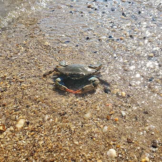 Modern wildlife still thrives here, proof that life finds a way whether it's now or 15 million years ago.