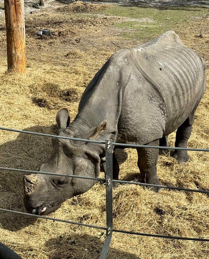 Black rhinos up close remind you why conservation matters, and why prehistoric creatures were genuinely terrifying.