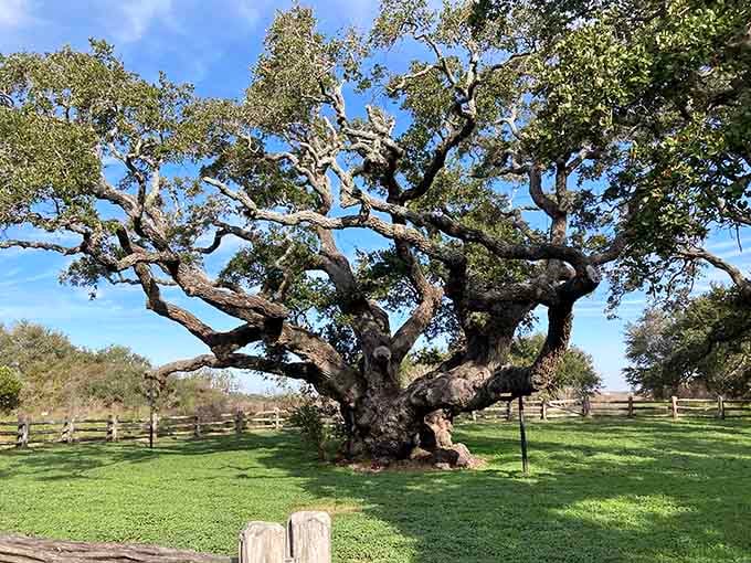 The Big Tree's twisted branches reach skyward like nature's own cathedral, humbling and magnificent in equal measure.