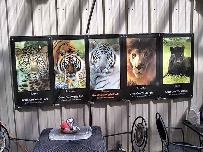 Meet the residents: each cat has a story, a personality, and probably better hair than most of us.